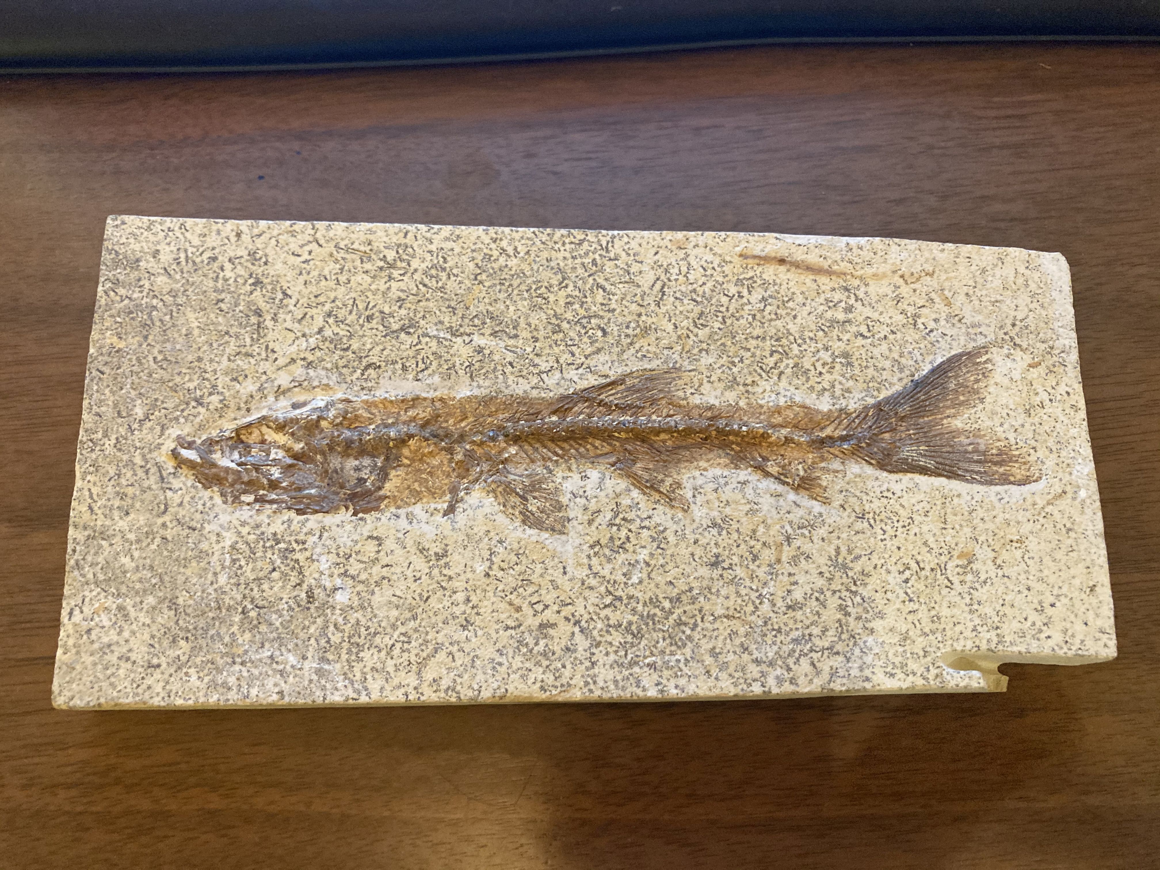 brazilian fish fossil - Fossil ID - The Fossil Forum