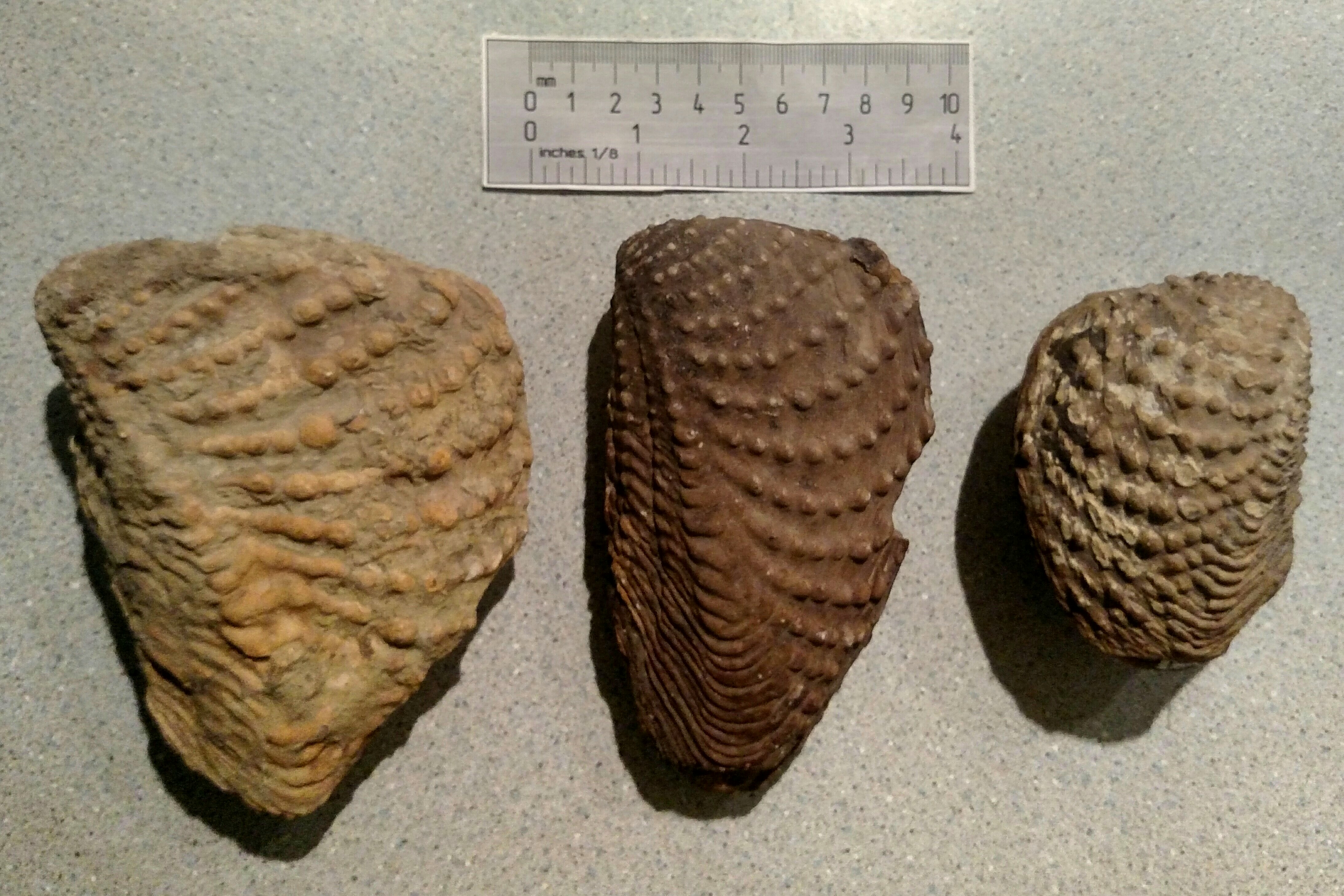 Myophorella, extinct clam genus, Cretaceous in Argentina - Fossil ...