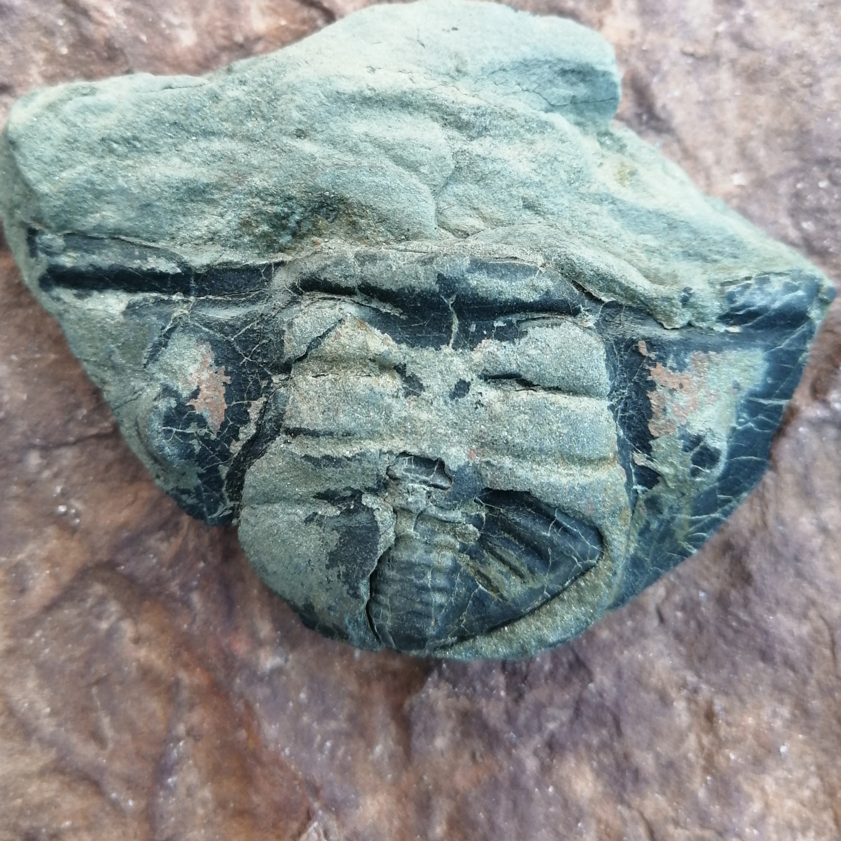 Very interesting trilobite Cephalon? - Fossil ID - The Fossil Forum