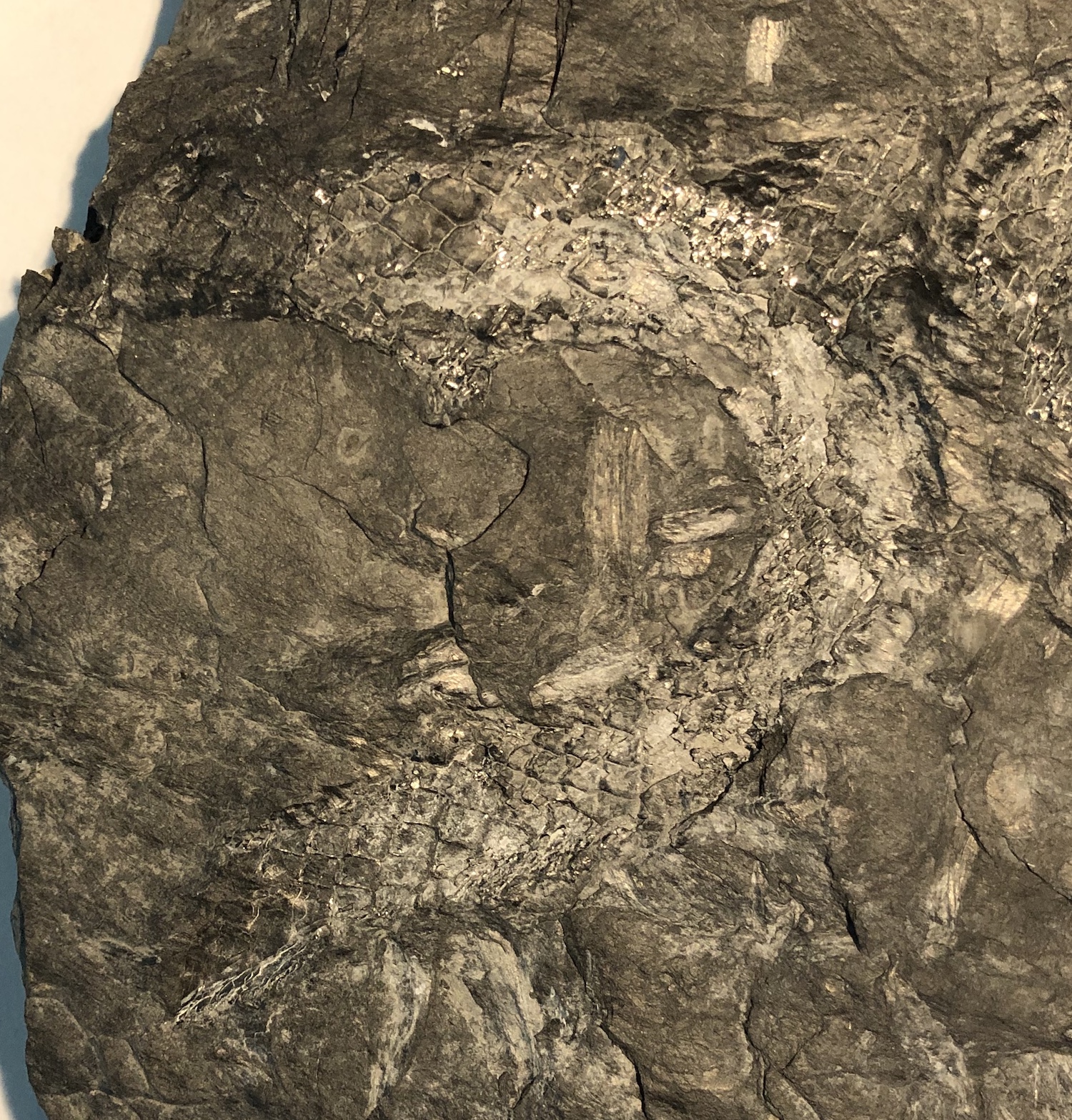 Pennsylvanian Lepidodendron Mystery - Fossil ID - The Fossil Forum