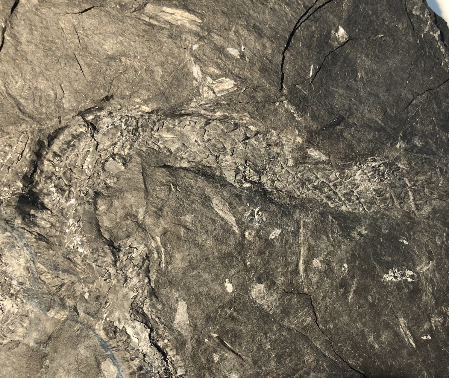 Pennsylvanian Lepidodendron Mystery - Fossil ID - The Fossil Forum