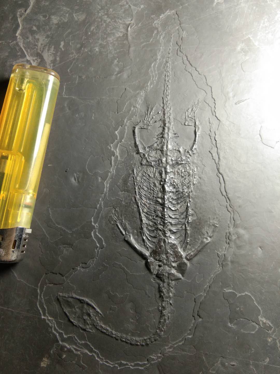Keichousaurus real? - Is It Real? How to Recognize Fossil Fabrications ...