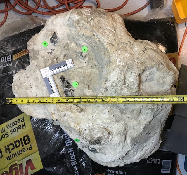 Large Matrix with fragile fossils sticking out - Fossil Preparation ...