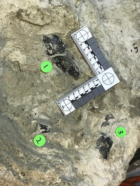 Large Matrix with fragile fossils sticking out - Fossil Preparation ...