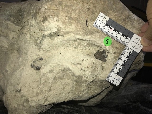 Large Matrix with fragile fossils sticking out - Fossil Preparation ...