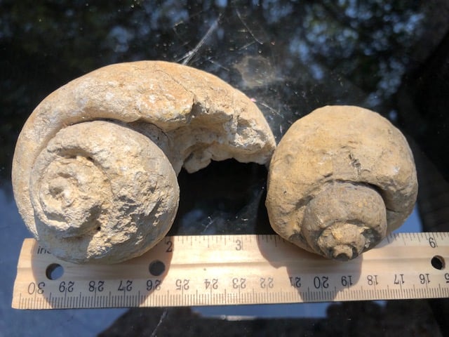 Fossilized Snails? - Fossil ID - The Fossil Forum