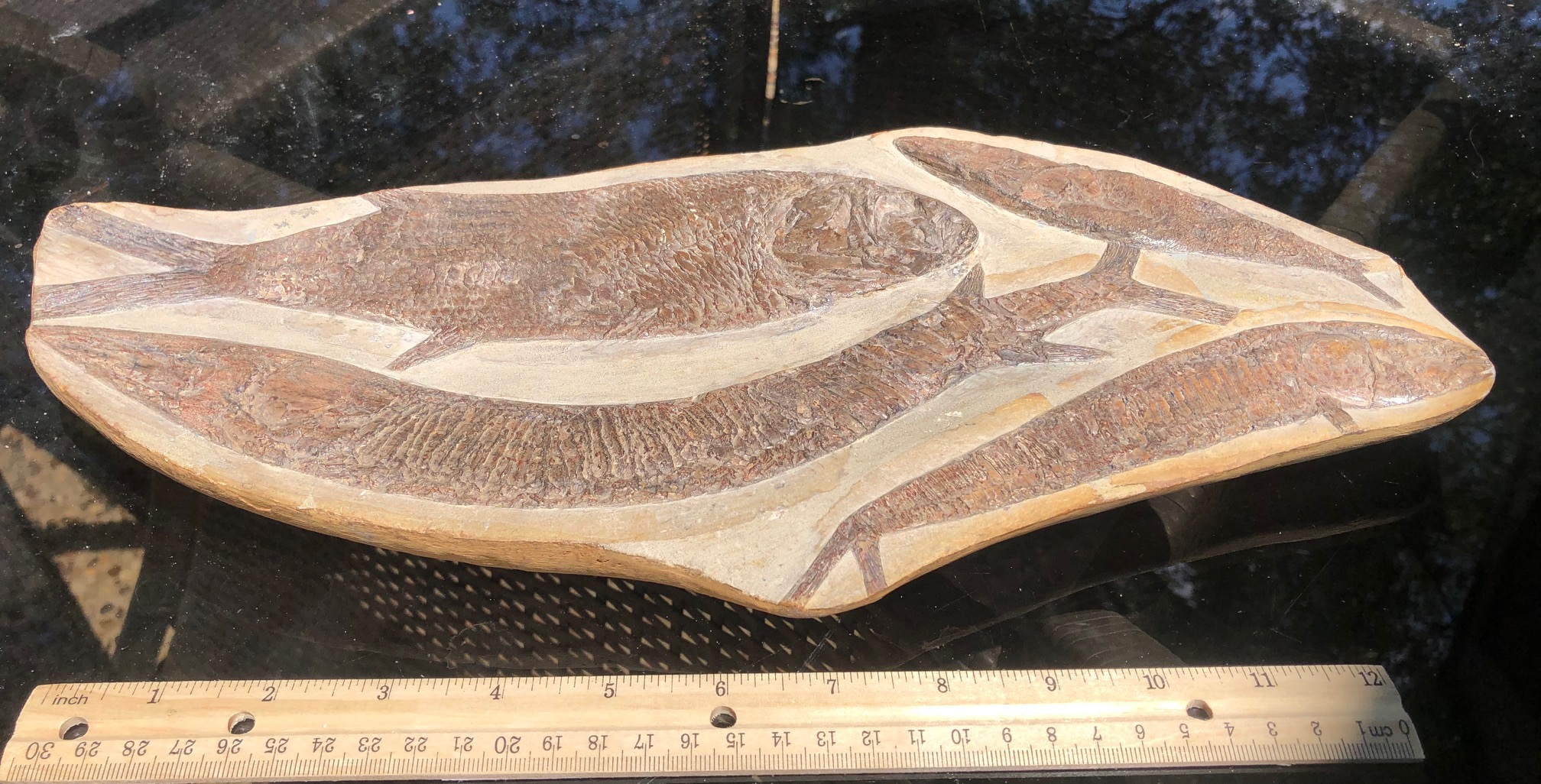 Fossilized Fish - Brazil - Fossil ID - The Fossil Forum