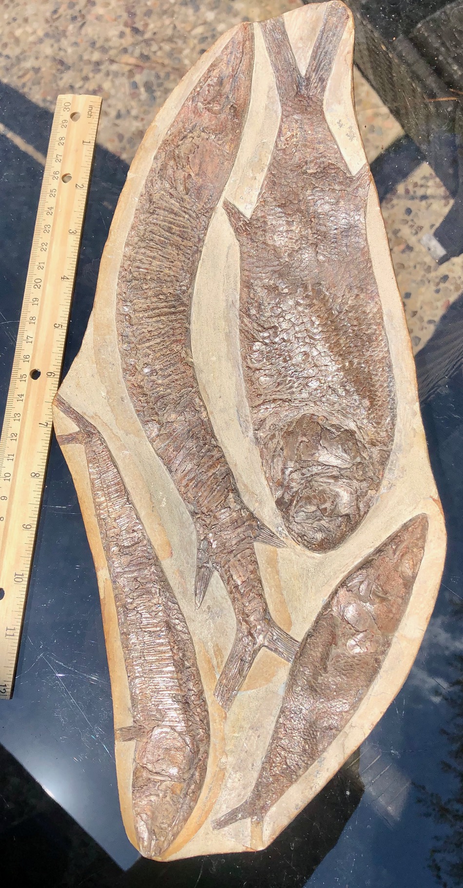 Fossilized Fish - Brazil - Fossil ID - The Fossil Forum