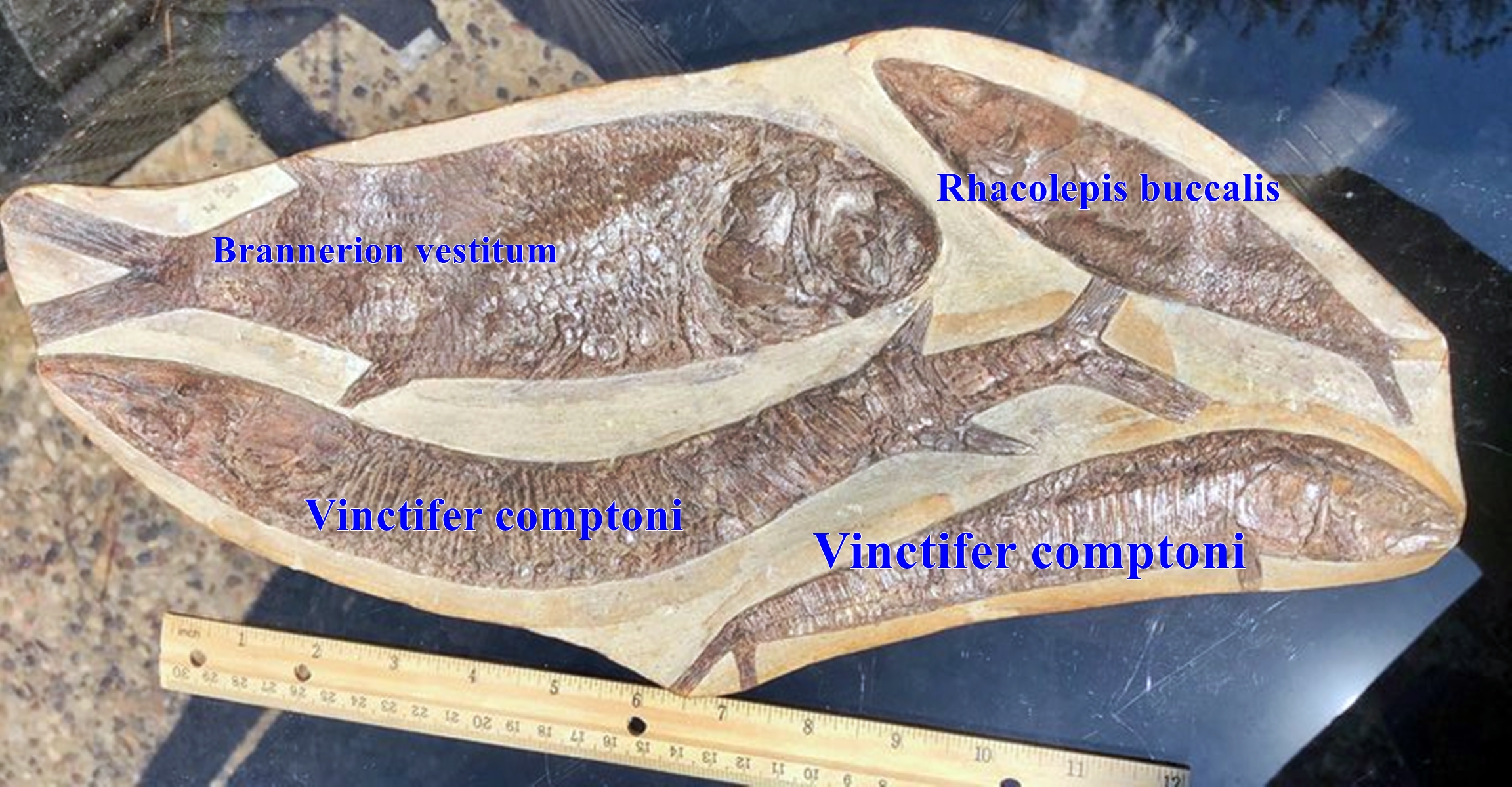 Fossilized Fish - Brazil - Fossil ID - The Fossil Forum