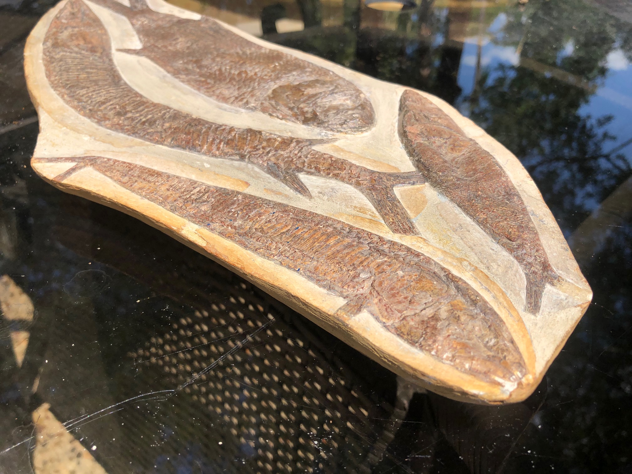 Fossilized Fish - Brazil - Fossil ID - The Fossil Forum