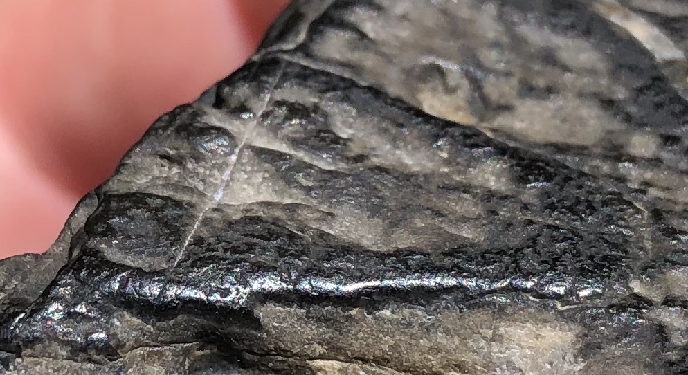 Fossilized creature or case of Pareidolia? - Fossil ID - The Fossil Forum