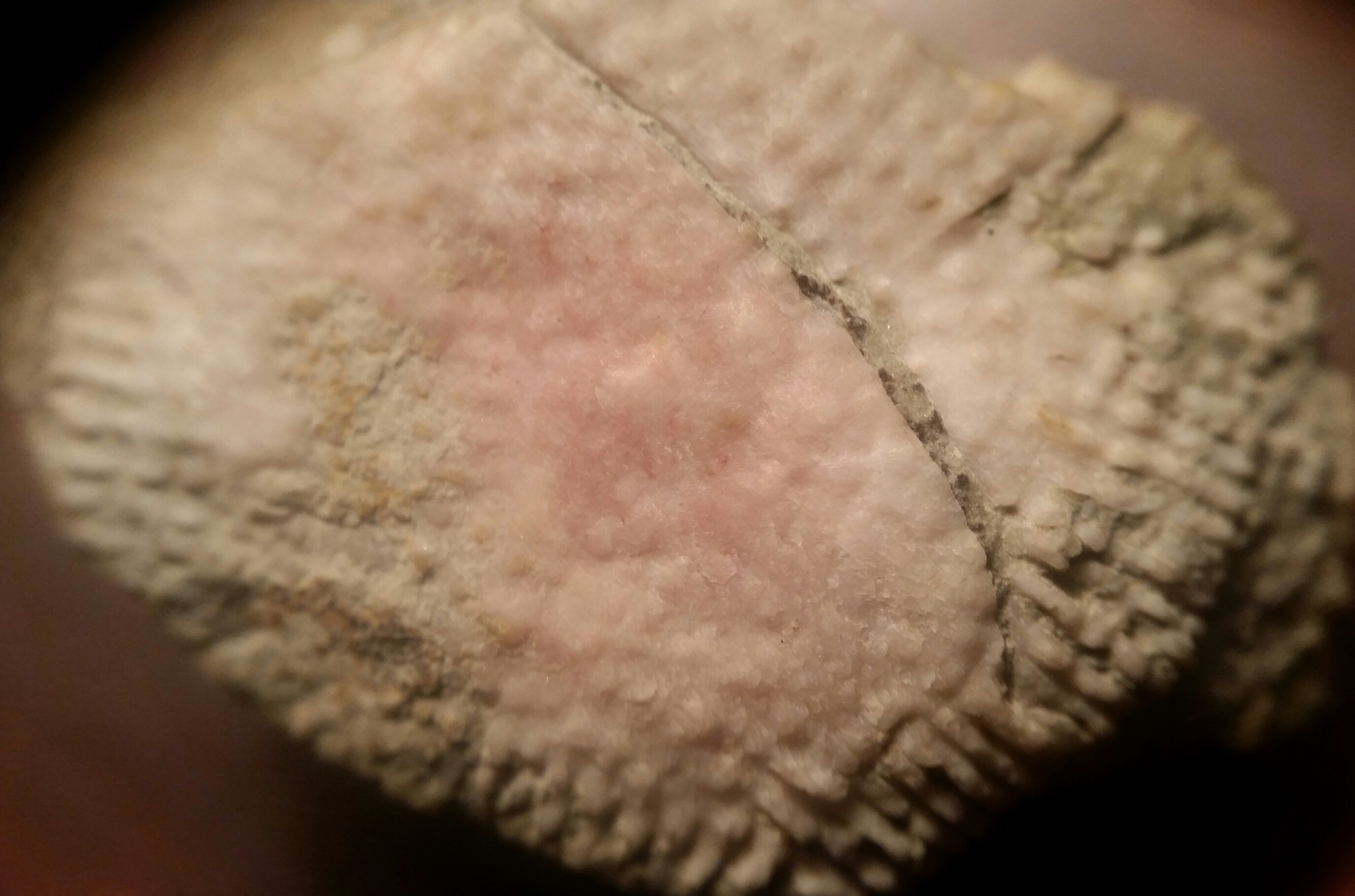 Differentiating Ordovician Stromatoporoids? - Questions & Answers - The ...