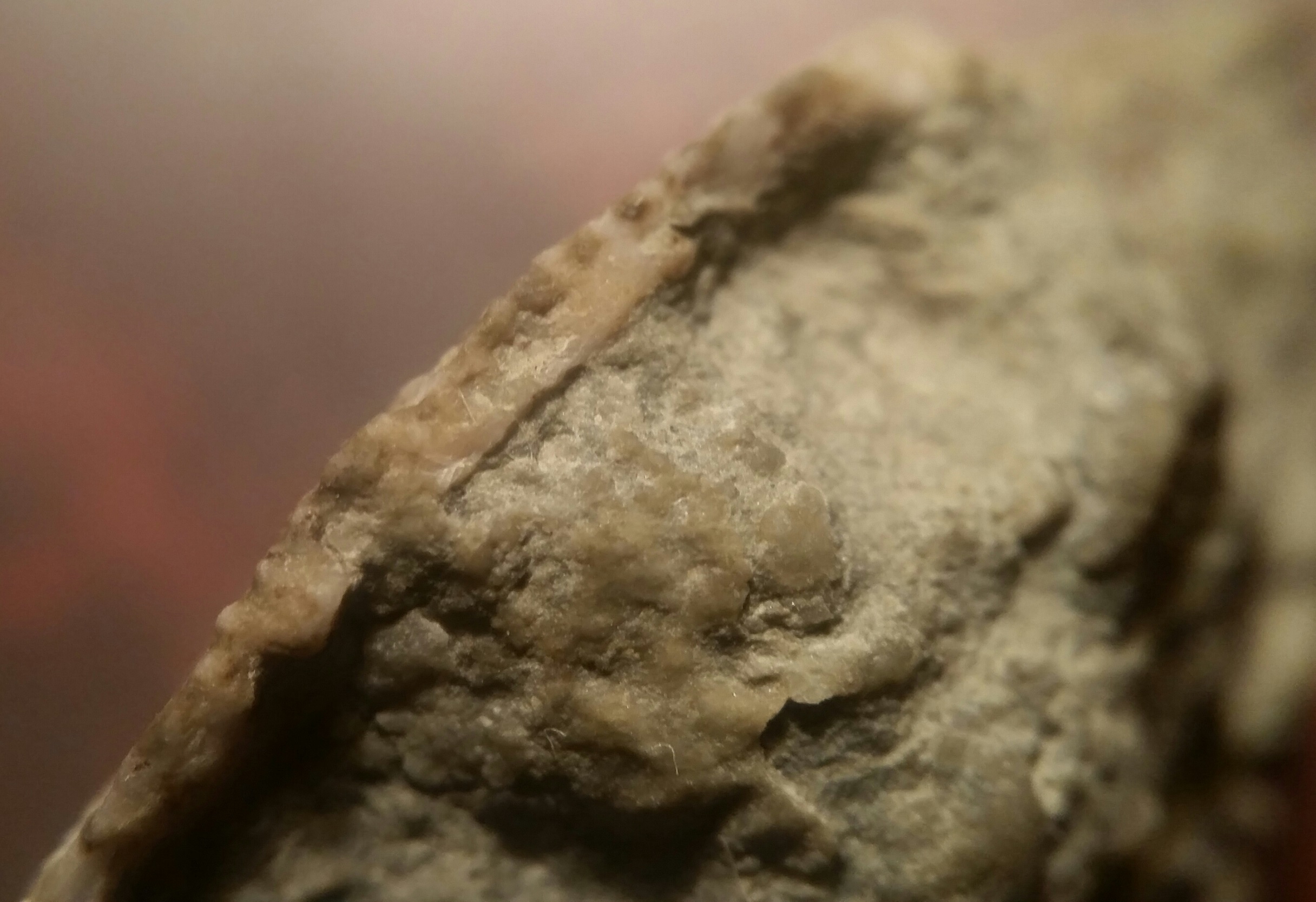 Differentiating Ordovician Stromatoporoids? - Questions & Answers - The ...