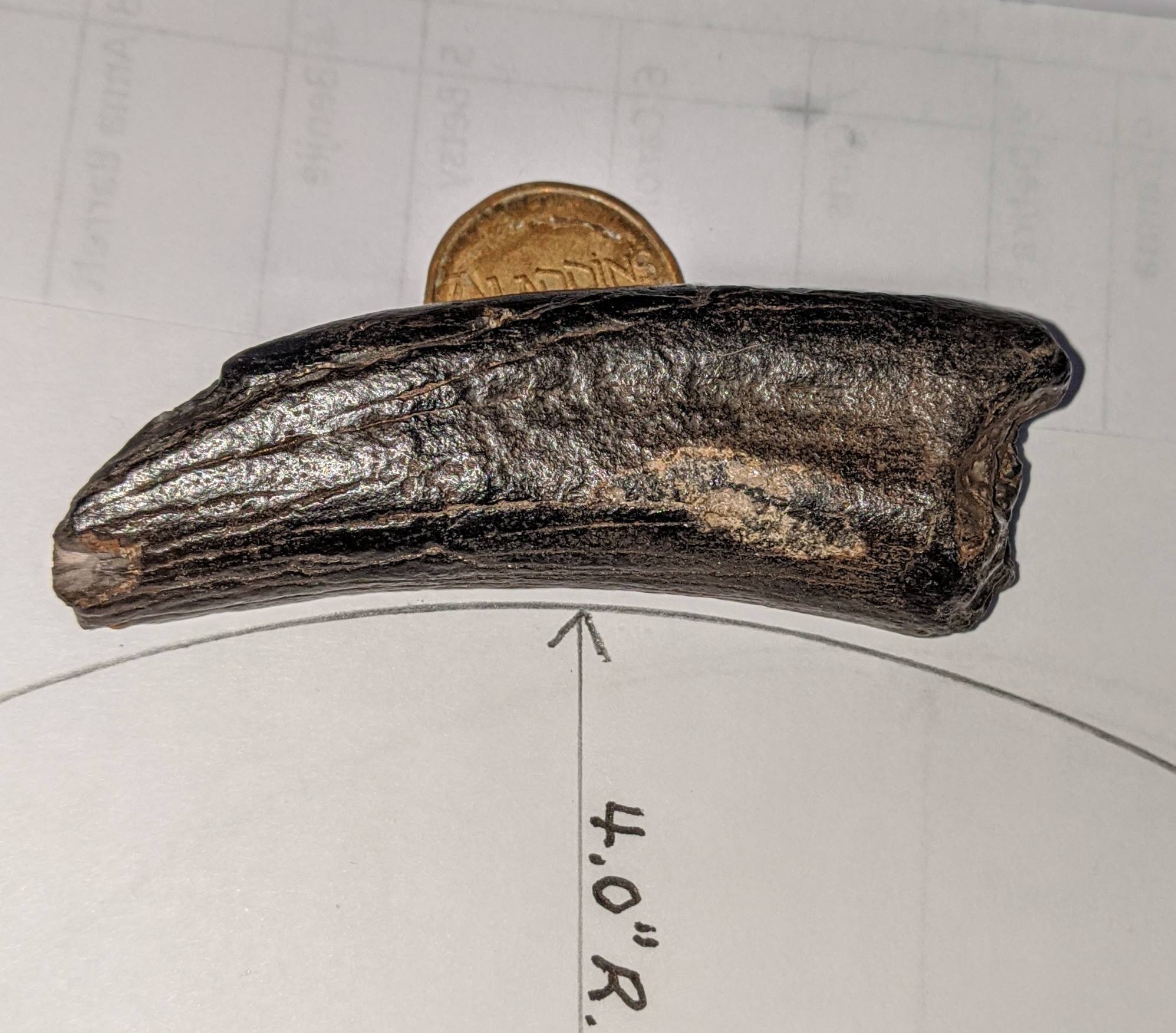 Tooth, Tusk or Bone? - Fossil ID - The Fossil Forum