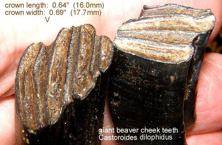 Giant Beaver Tooth Fossil Holmdel? - Fossil ID - The Fossil Forum