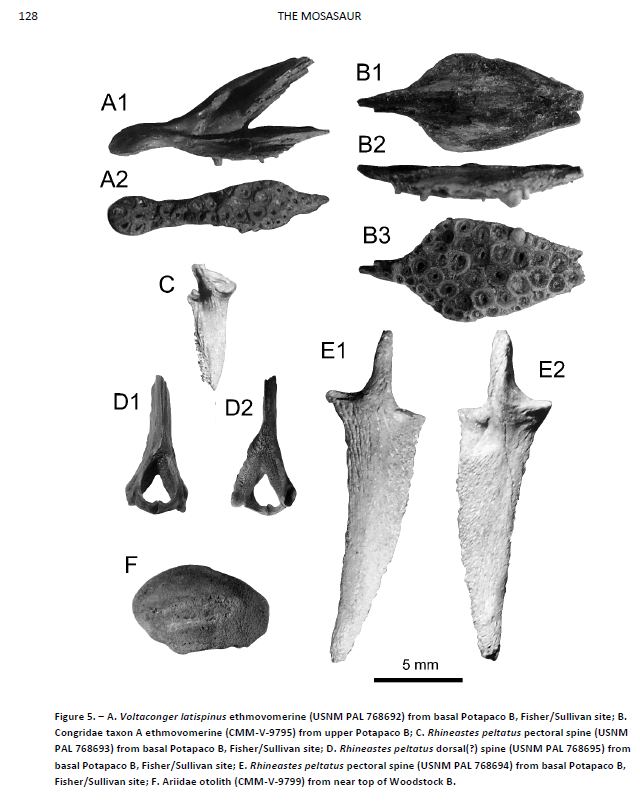 Bony fish specimens from the Eocene of Virginia - Partners in ...