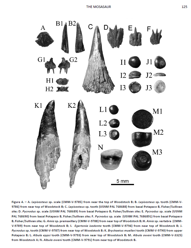 Bony fish specimens from the Eocene of Virginia - Partners in ...