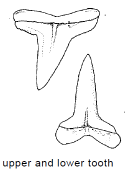 Shark teeth identification - General Fossil Discussion - The Fossil Forum