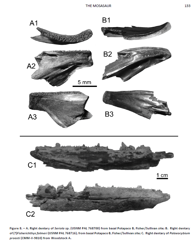 Bony fish specimens from the Eocene of Virginia - Partners in ...