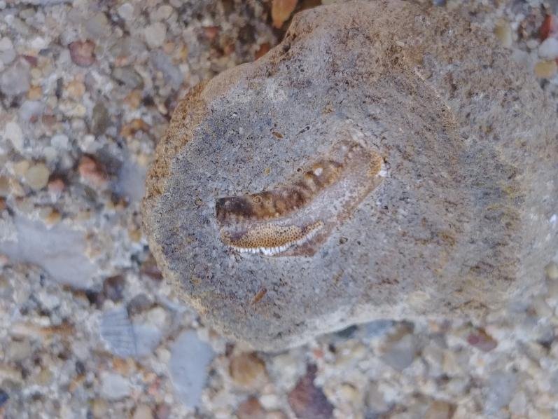 Nodule #13: Campodus tooth - Member Collections - The Fossil Forum