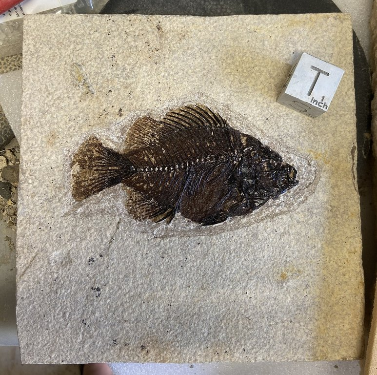Green River Formation - The Fossil Forum