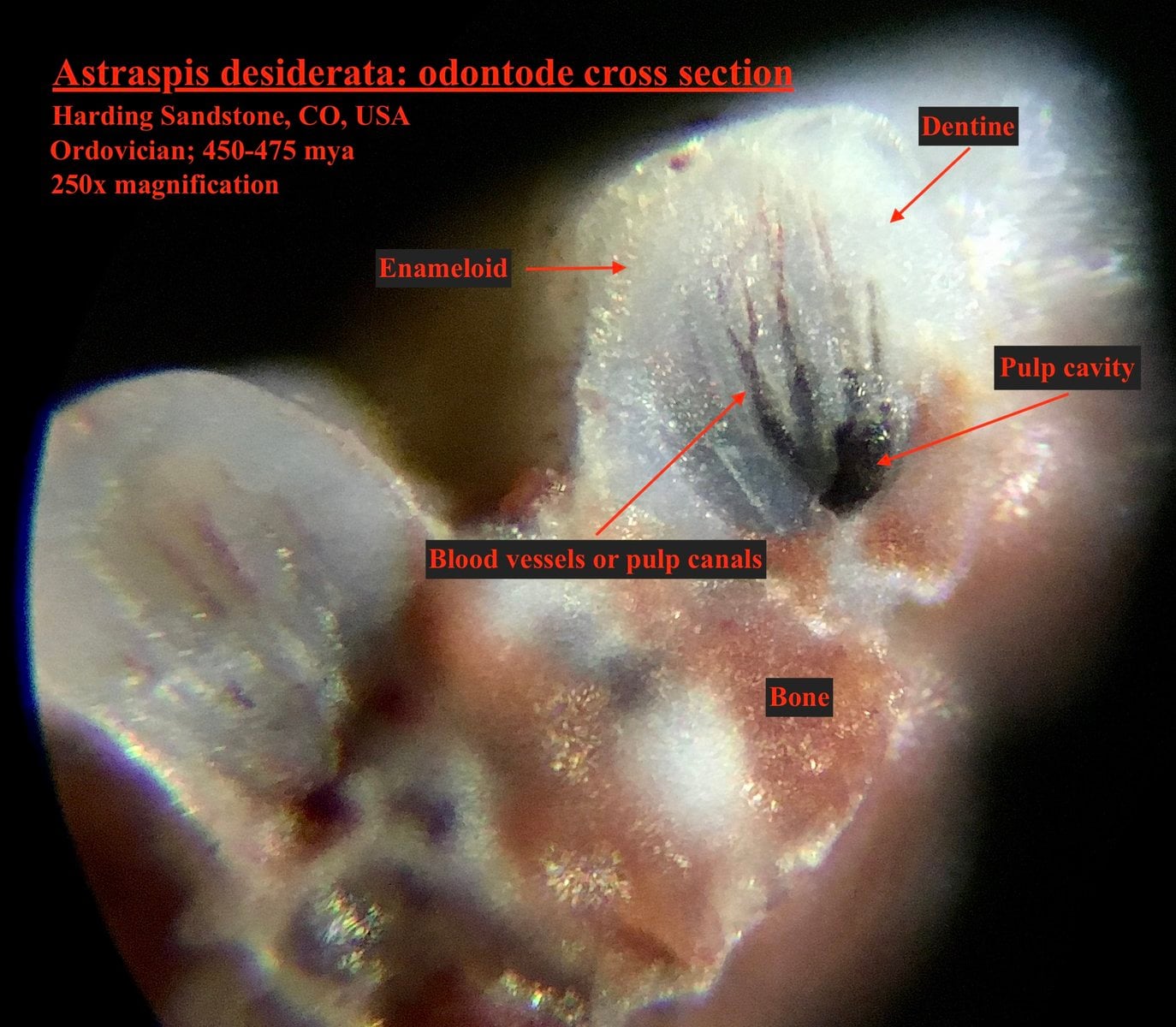 Astraspis odontode cross section - Member Collections - The Fossil Forum