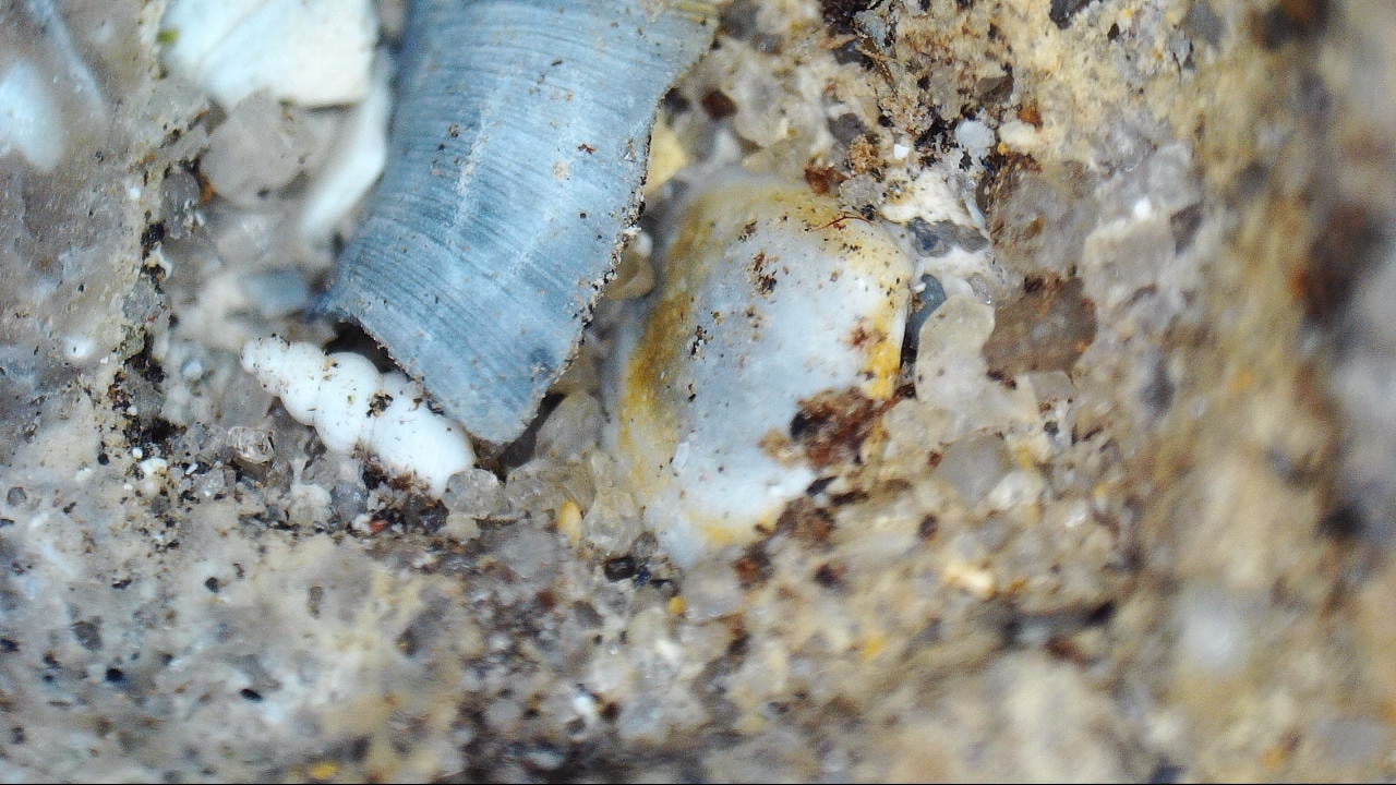 Noobie Exploring Micro Fossils on Matrix - Micro-paleontology - The ...