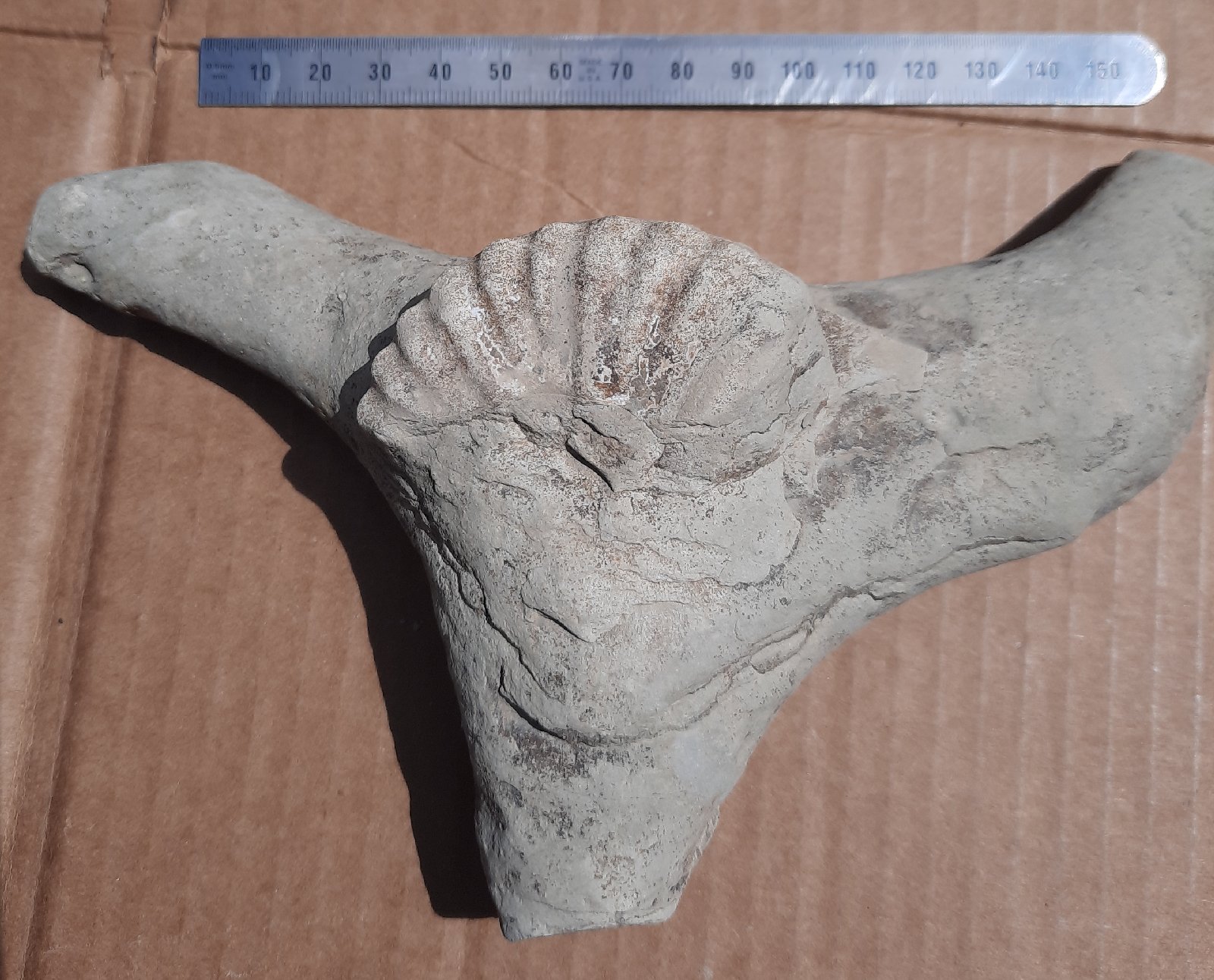 Sometimes they just look really cool - Fossil Hunting Trips - The ...