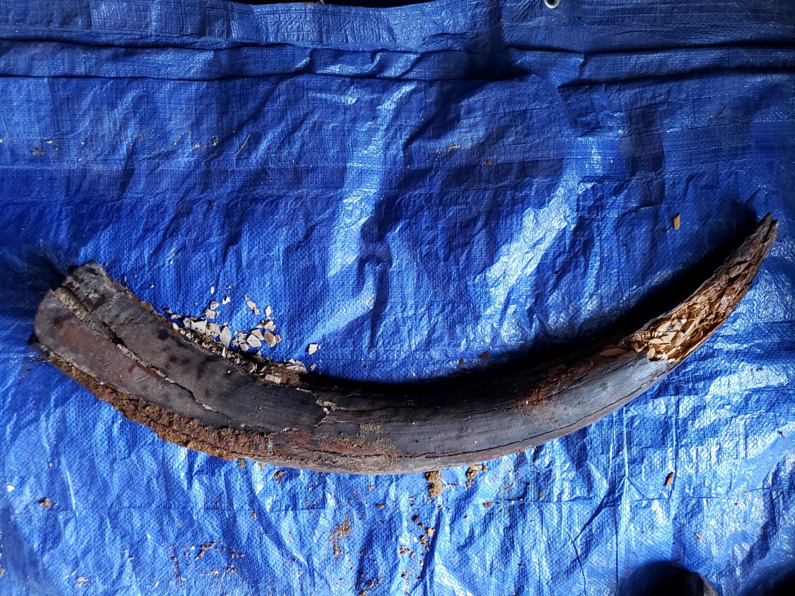 Tusk Stabilization - Fossil Preparation - The Fossil Forum