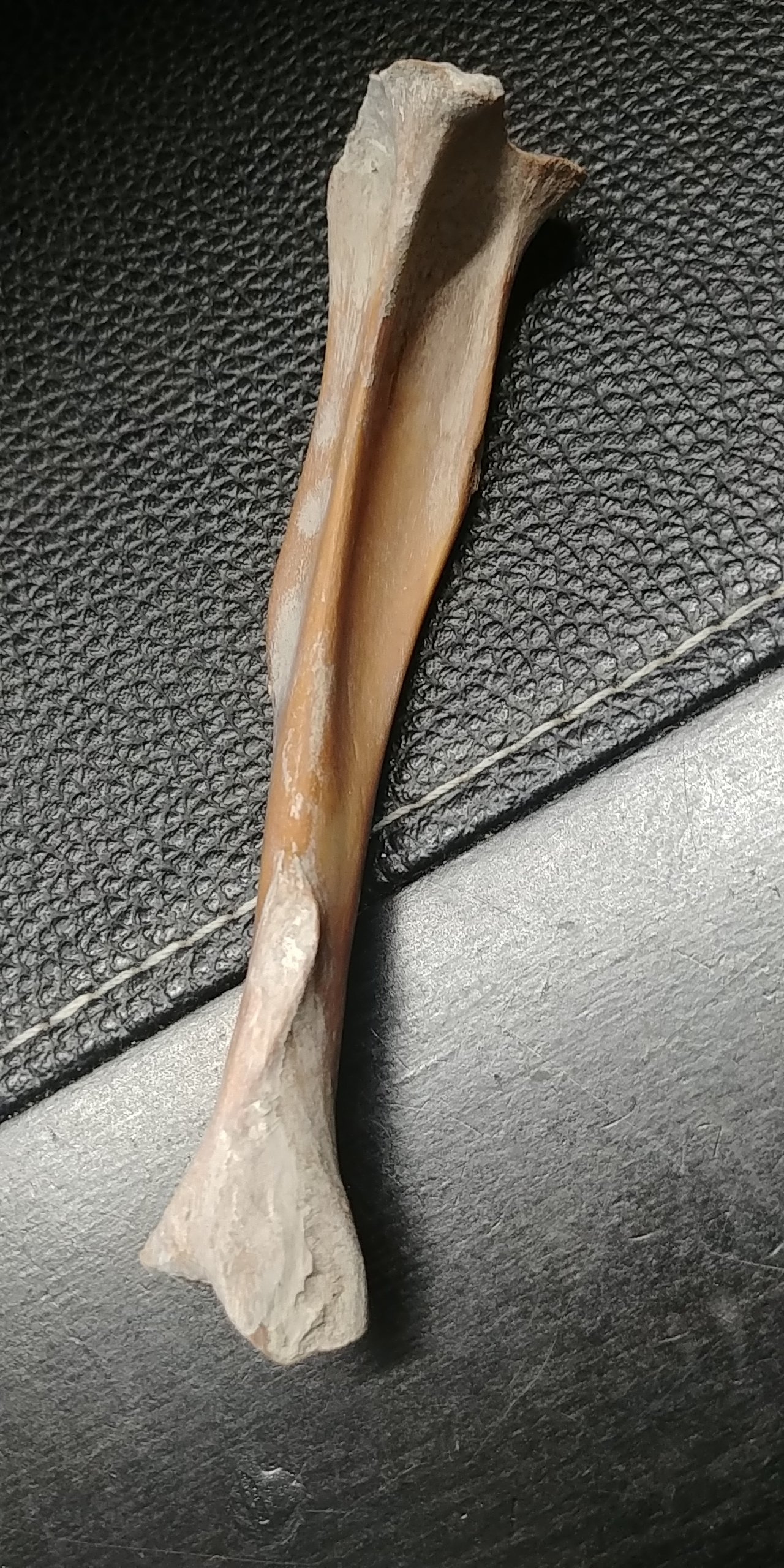 Fossil bone? - Fossil ID - The Fossil Forum