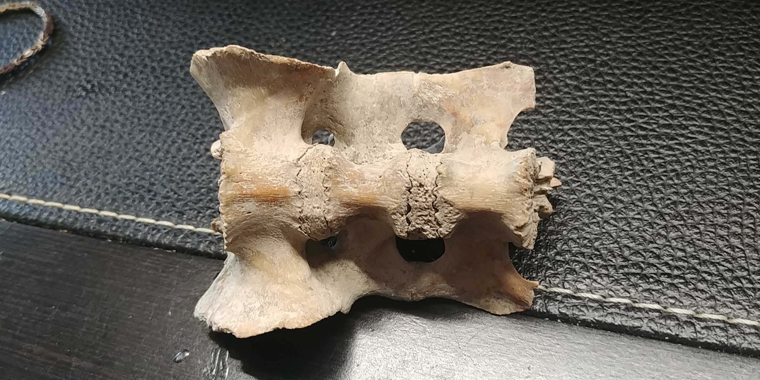 Fossil bone? - Fossil ID - The Fossil Forum