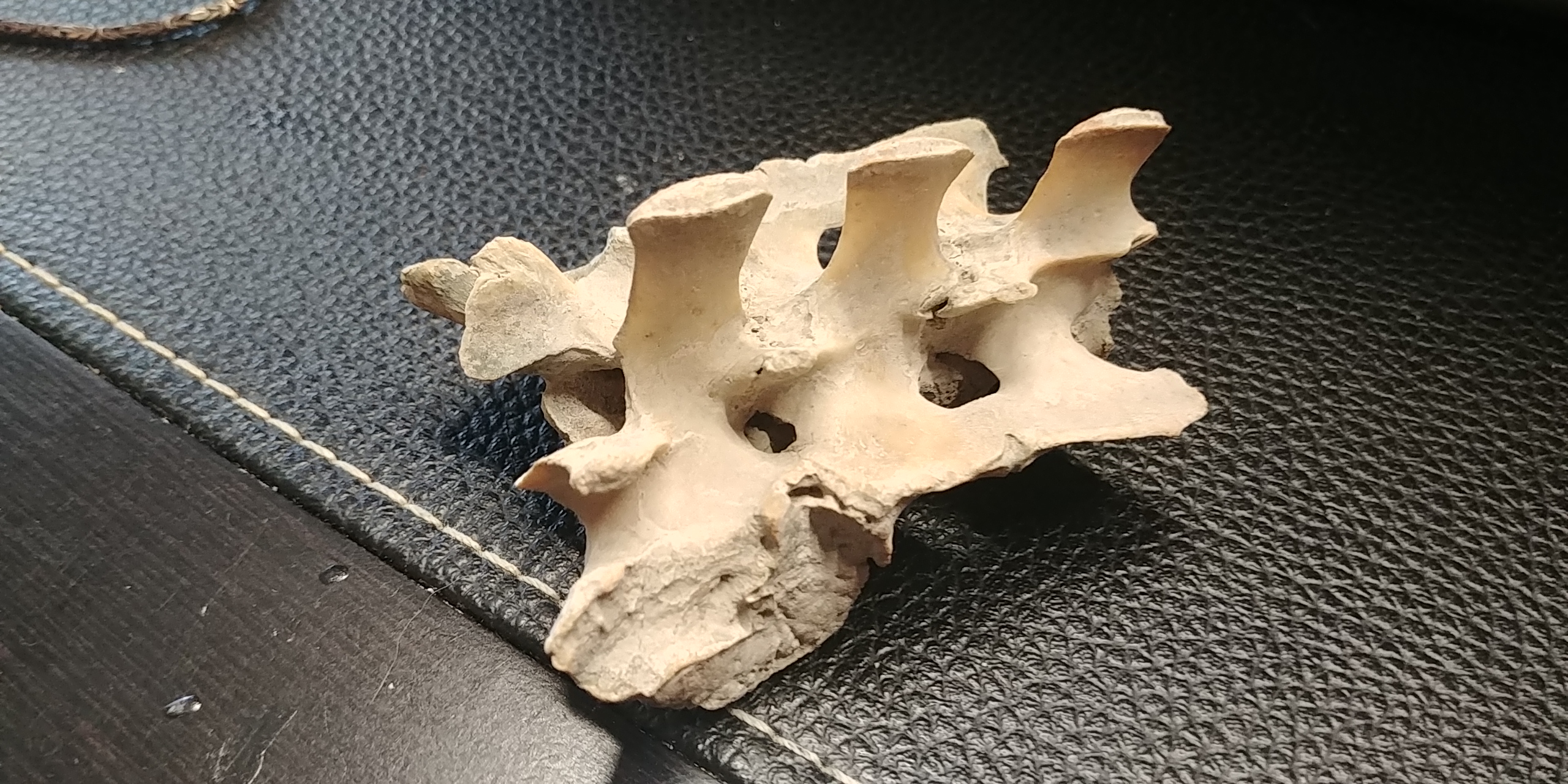 Fossil bone? - Fossil ID - The Fossil Forum