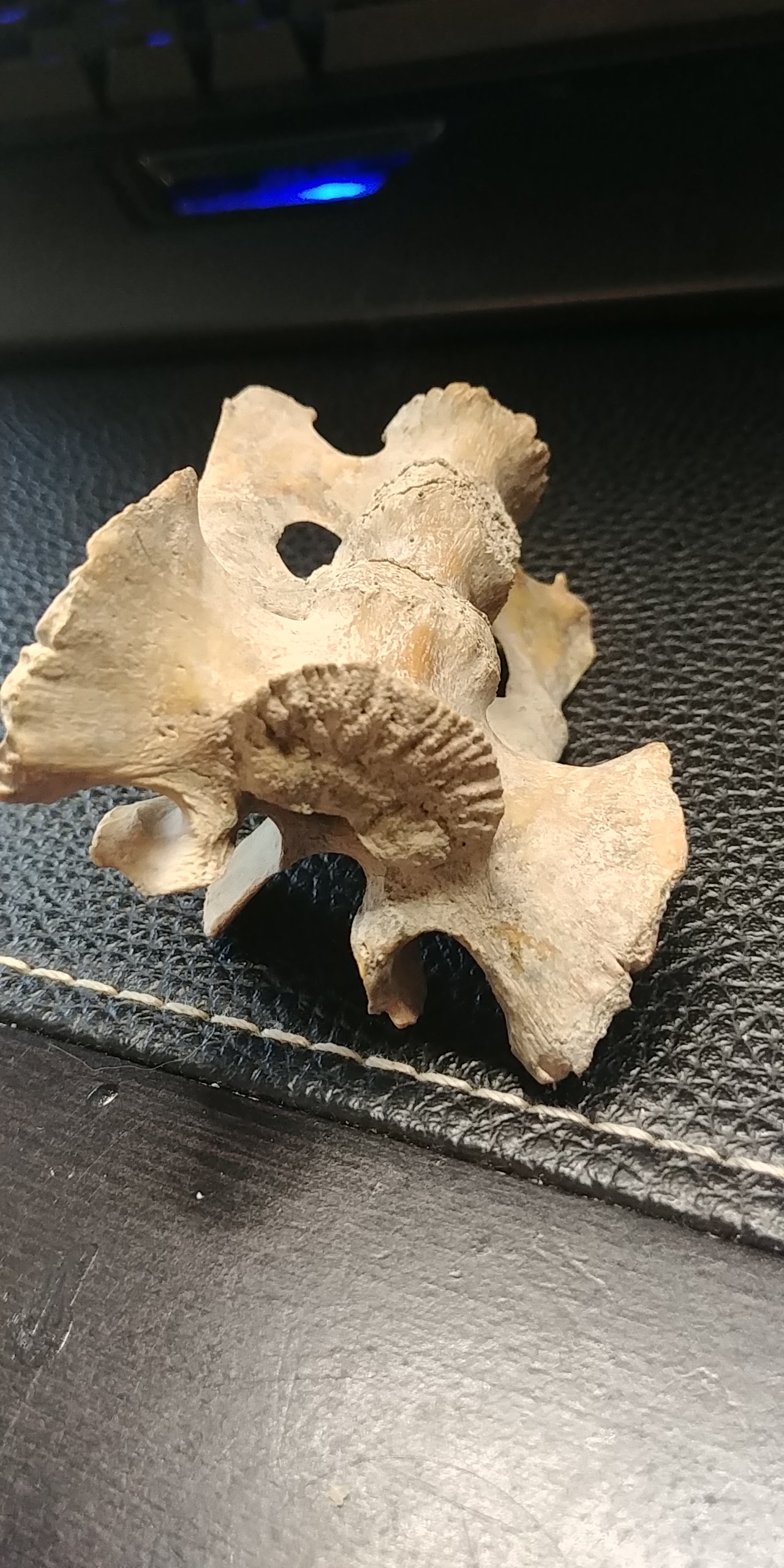 Fossil bone? - Fossil ID - The Fossil Forum