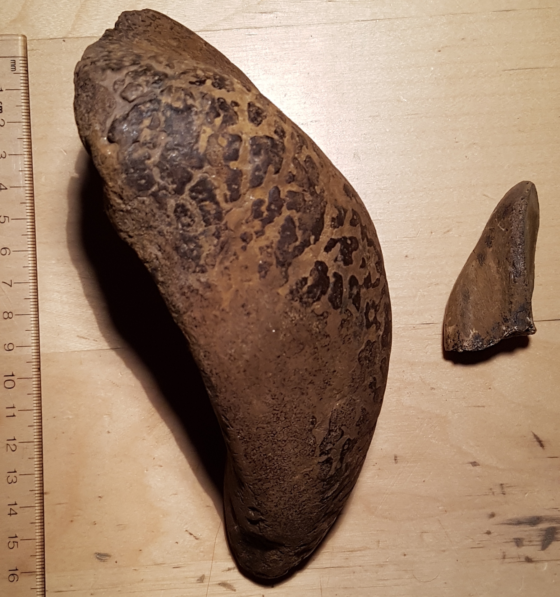 Alberta Horseshoe Canyon Formation Fossil ID - Fossil ID - The Fossil Forum