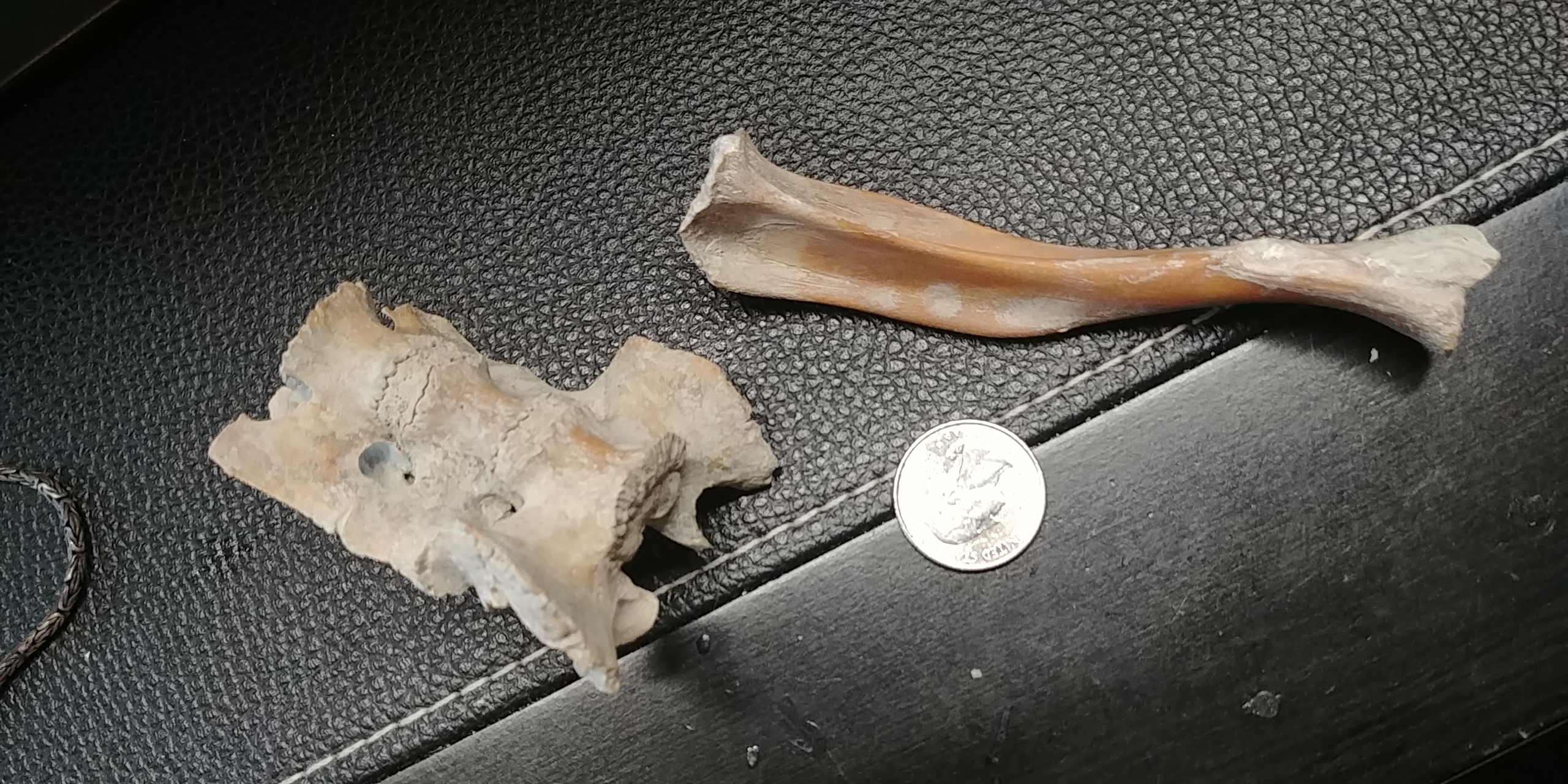 Fossil bone? - Fossil ID - The Fossil Forum