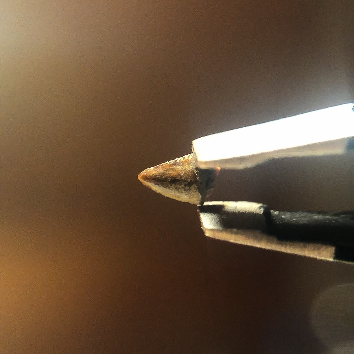 Dimetrodon tooth? - Fossil ID - The Fossil Forum