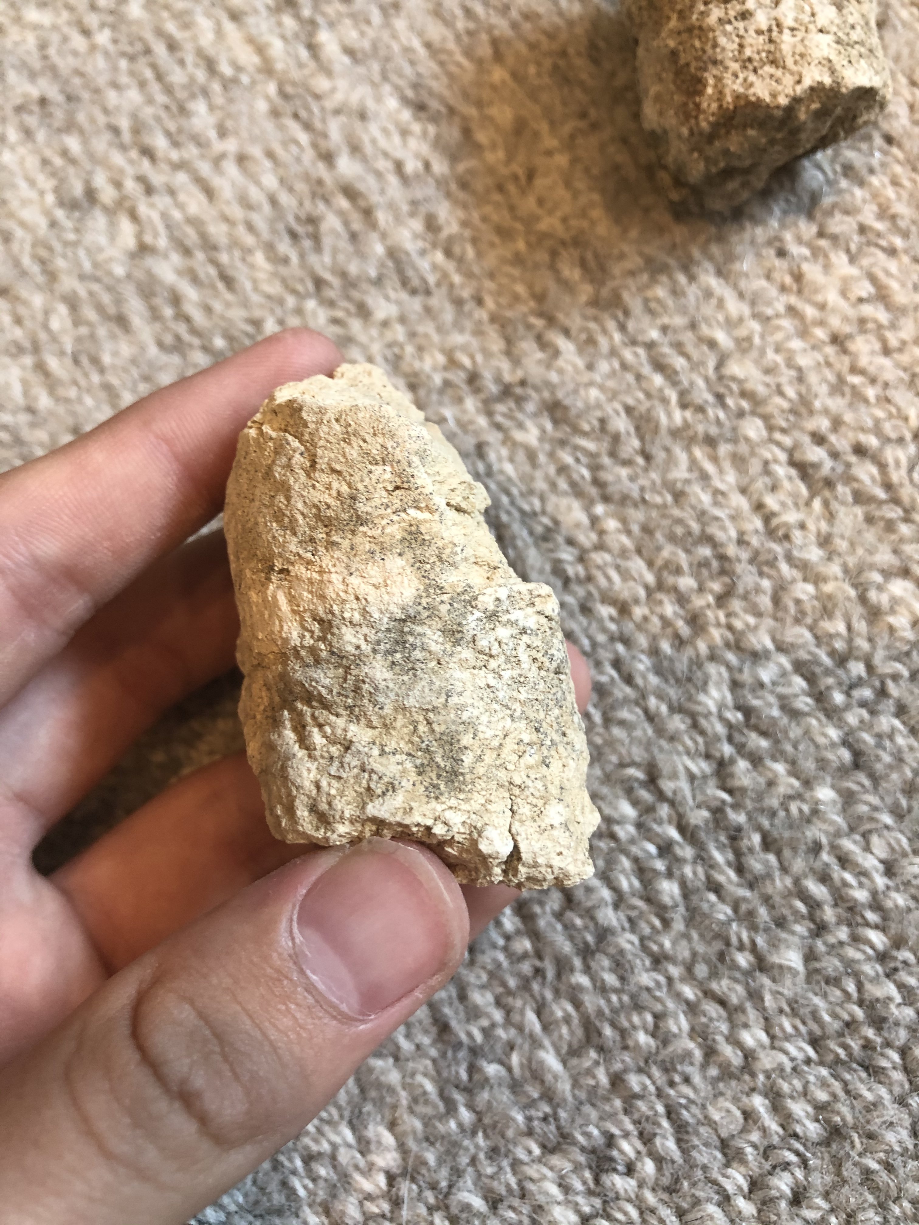 Coprolite? - Fossil ID - The Fossil Forum