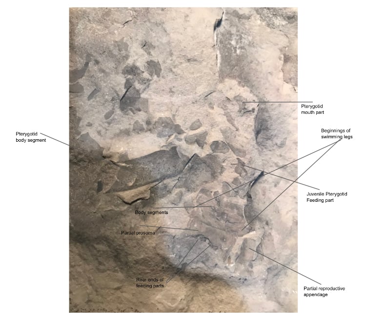 Some more finds from my eurypterid expedition - Fossil Hunting Trips ...