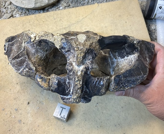 Sacrum Prep - Fossil Preparation - The Fossil Forum
