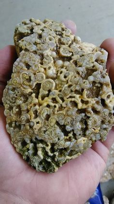 Molar cap - Fossil ID - The Fossil Forum