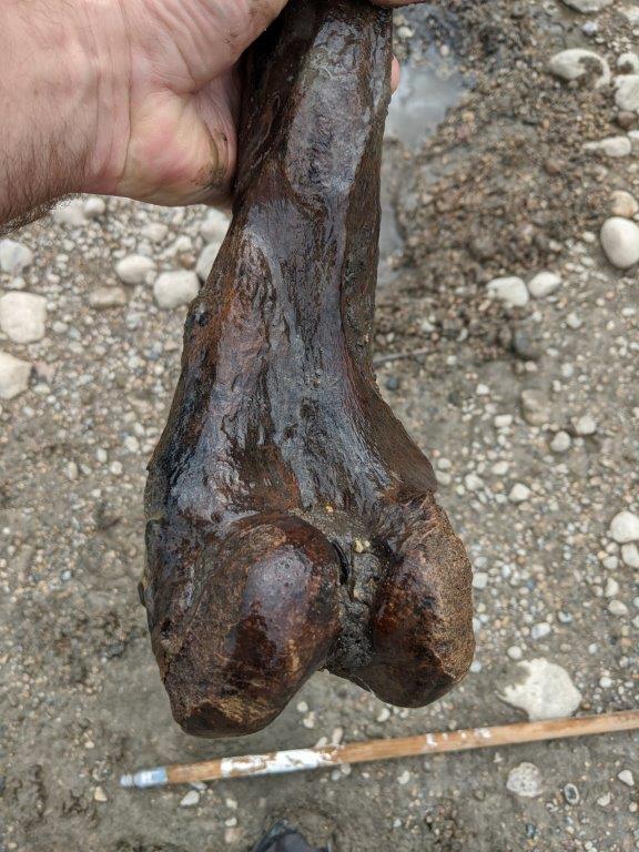 Bison Femur Size - Questions & Answers - The Fossil Forum