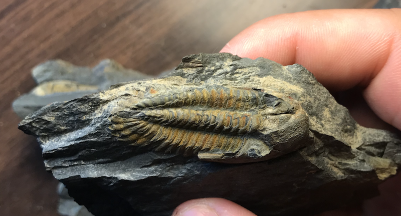 Preparation tips? - Fossil Preparation - The Fossil Forum