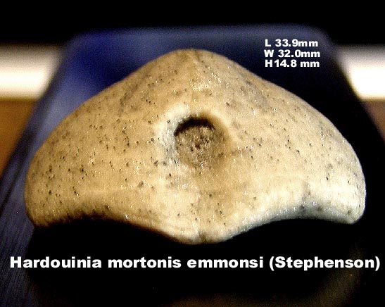 Echinoid With Spines Preserved - General Fossil Discussion - The Fossil ...
