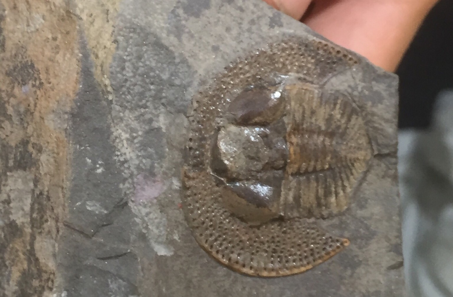 Cool Moroccan trilobite, maybe retouched? - Is It Real? How to ...