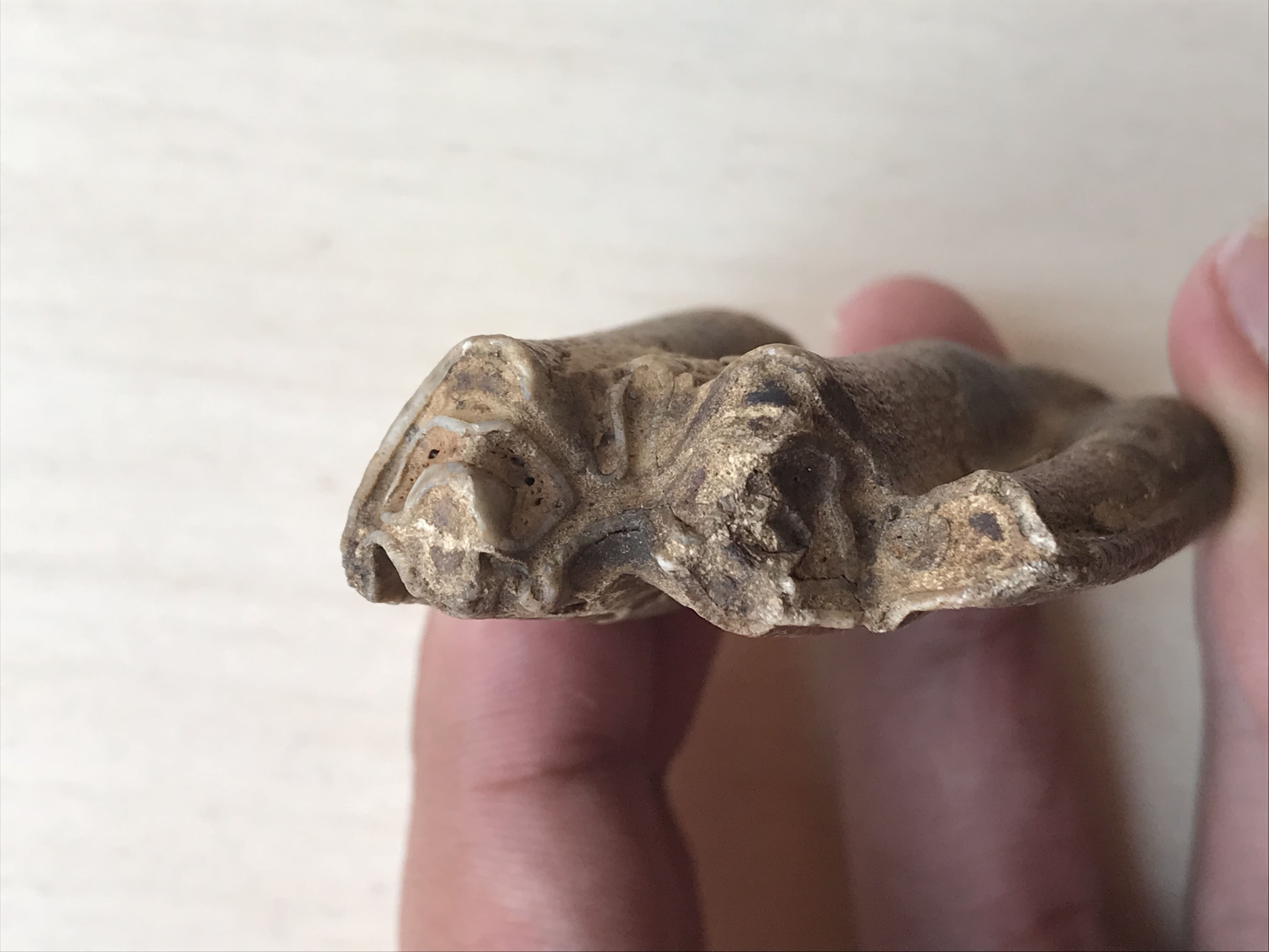 Bison or cow tooth? - Fossil ID - The Fossil Forum
