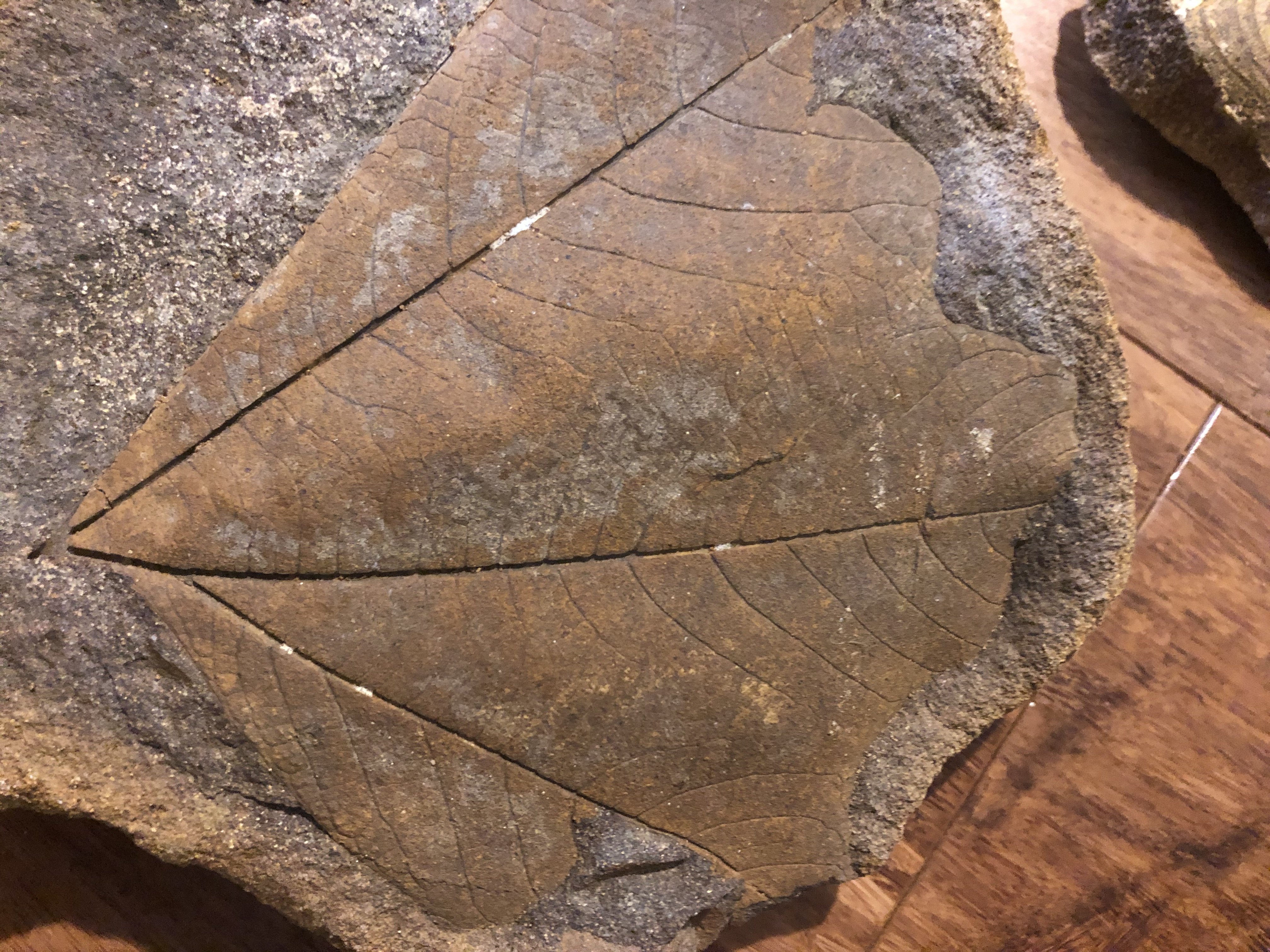 Preserving Sandstone Leaf Fossils - Fossil Preparation - The Fossil Forum