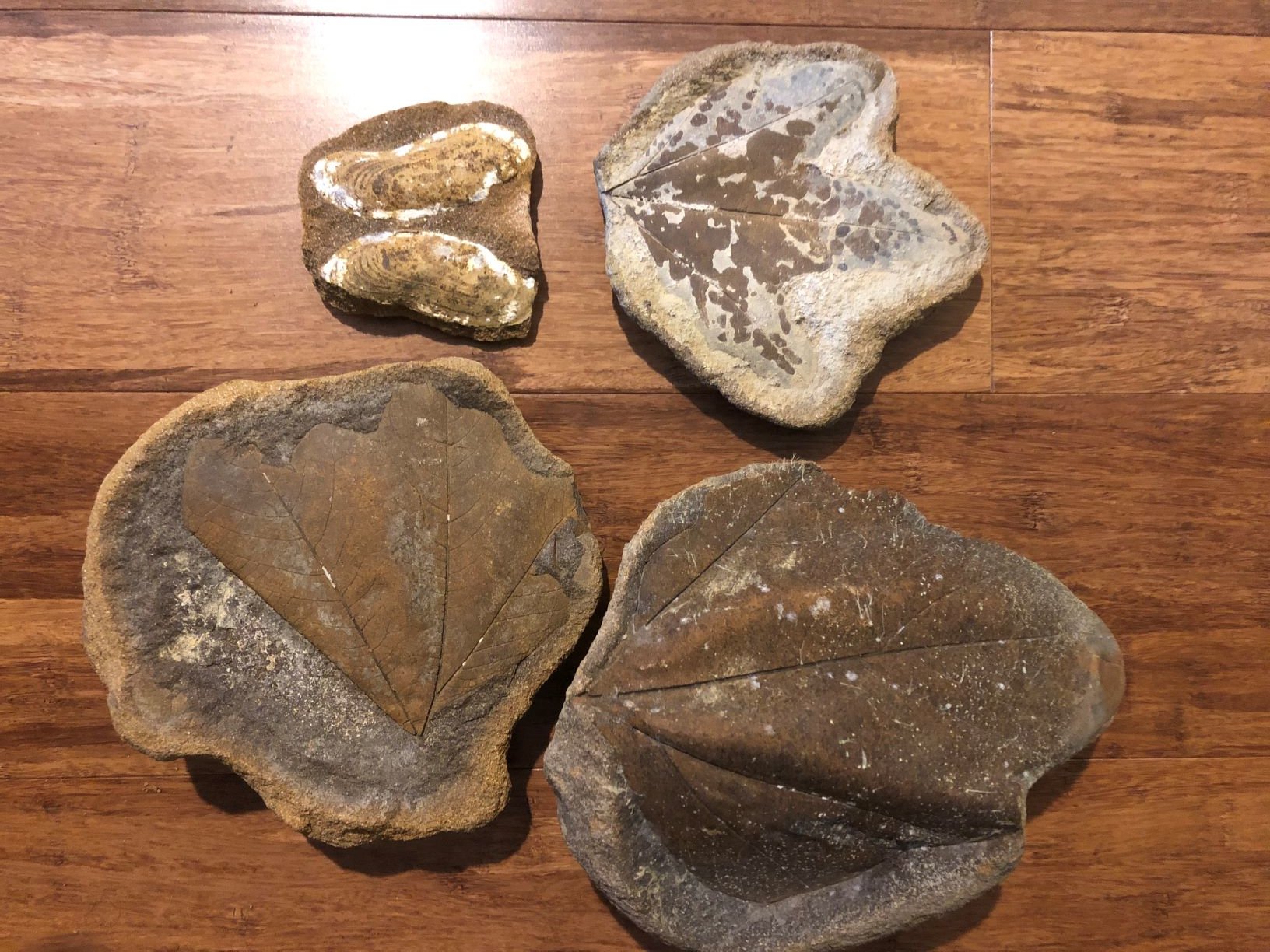 Preserving Sandstone Leaf Fossils - Fossil Preparation - The Fossil Forum