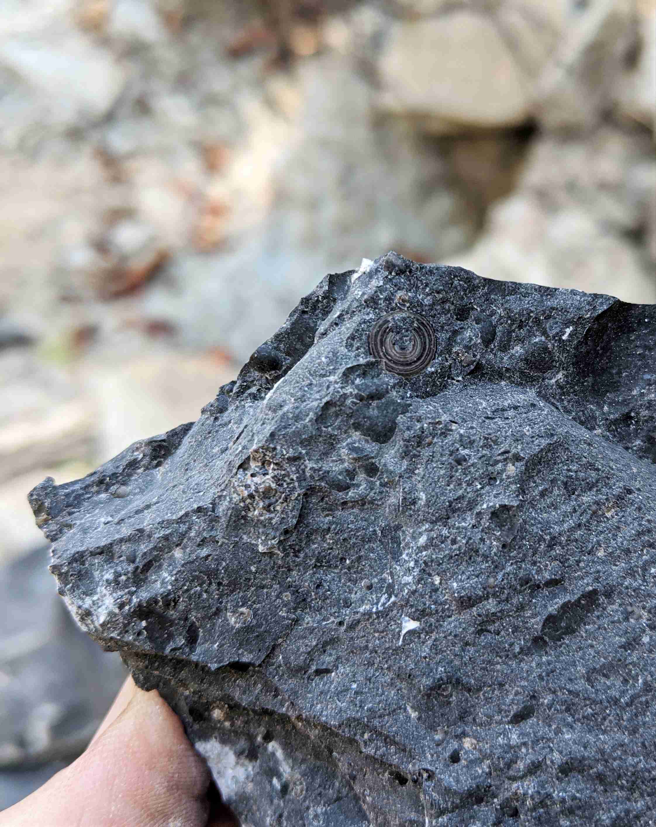 Adventures in the Marmaton - Fossil Hunting Trips - The Fossil Forum
