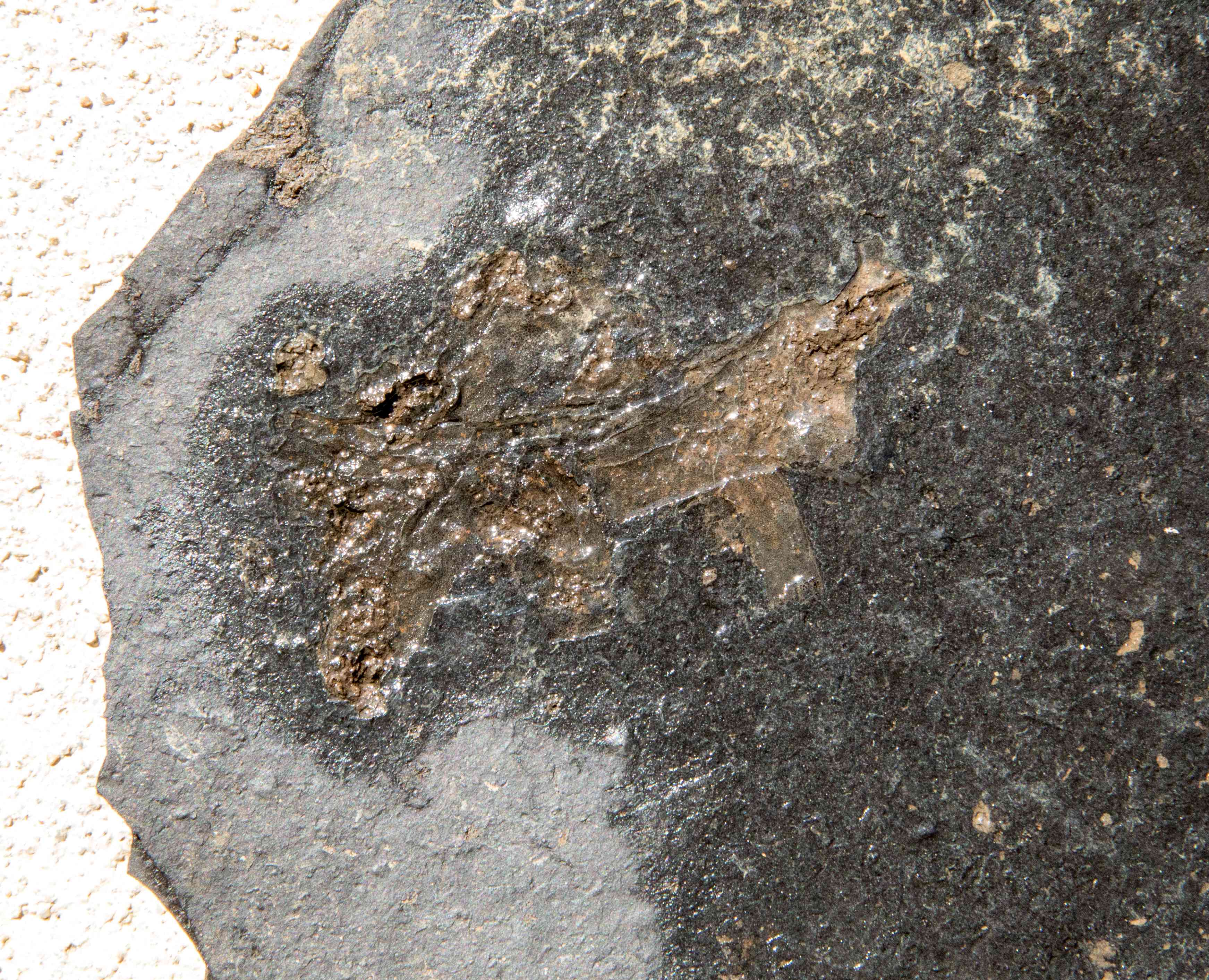 Adventures in the Marmaton - Fossil Hunting Trips - The Fossil Forum