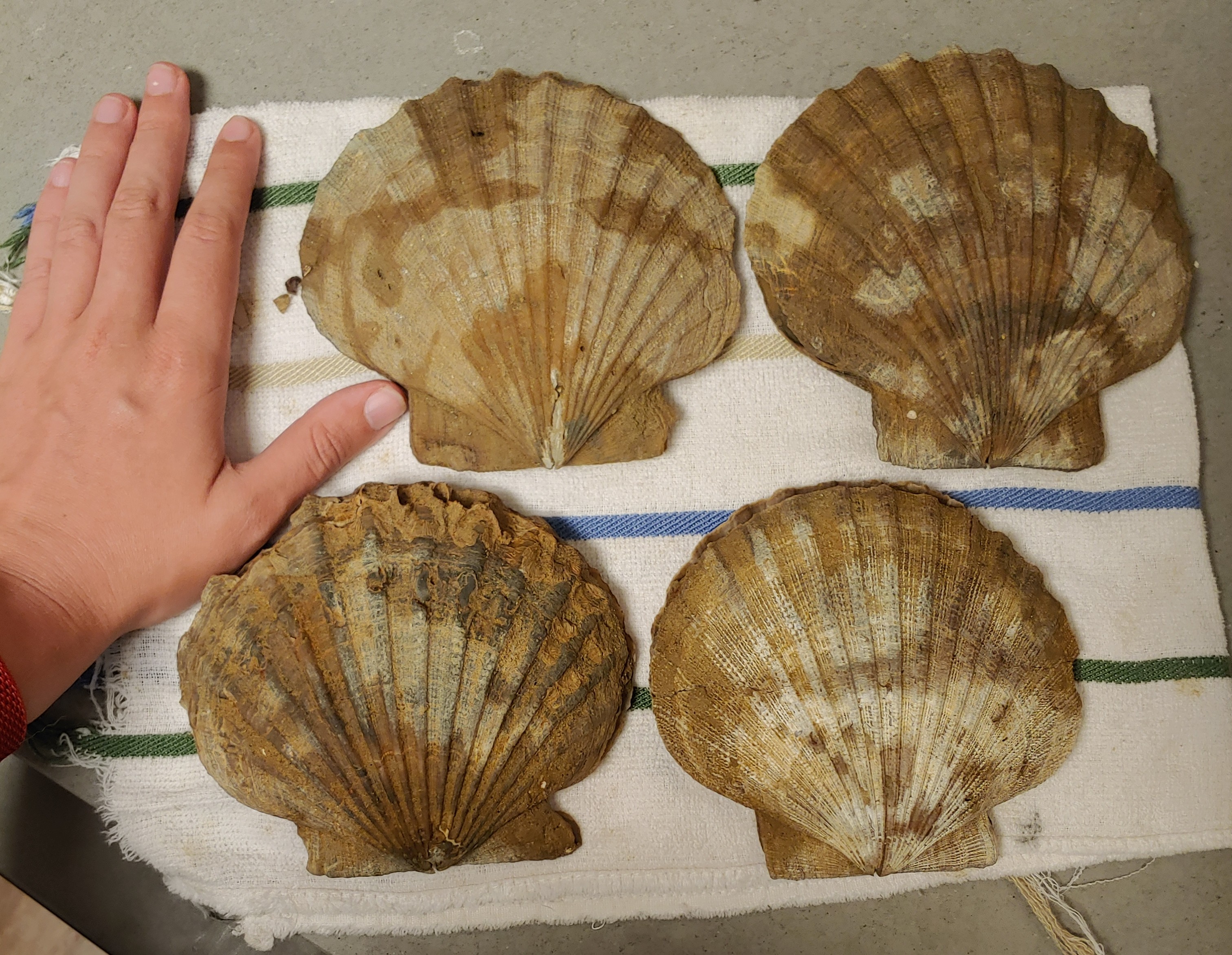 Stratford Cliffs Trip - 8/12/20 - Fossil Hunting Trips - The Fossil Forum